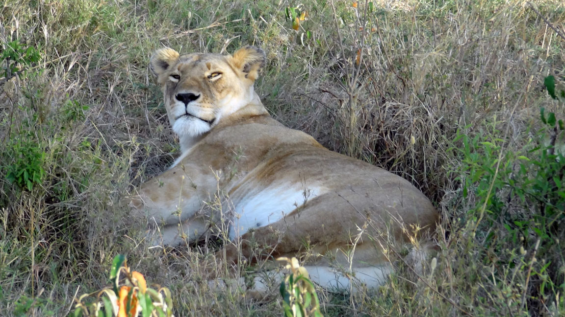In Search of the Big Five in Kenya - Trekking the Planet